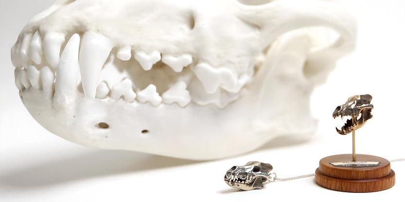 Jewelry and Collectibles for the Naturally Curious – Fire & Bone